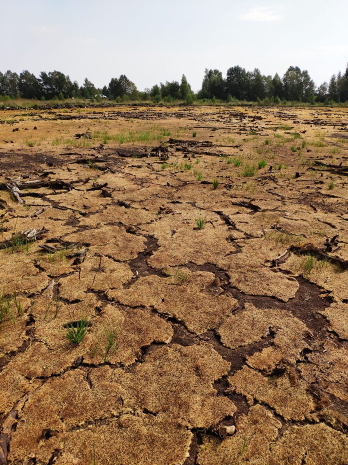 Damit es „atmen“ kann: Region macht Hochmoor fit für Klimawandel ...